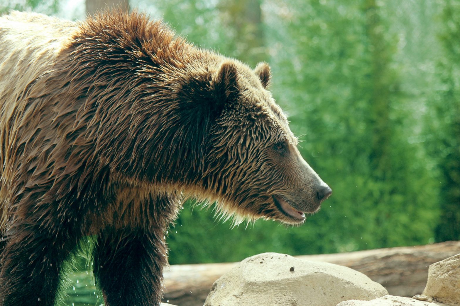 Grizzly Bear Range Expanding - KODI Radio
